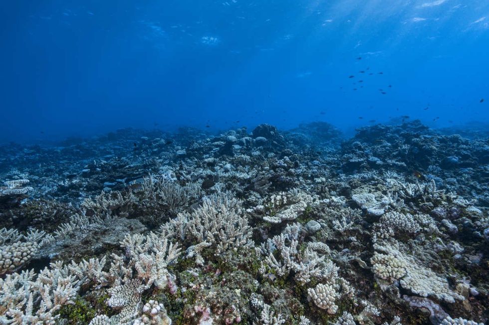 Daughter discovers an astounding sight when she places dad's ashes ...