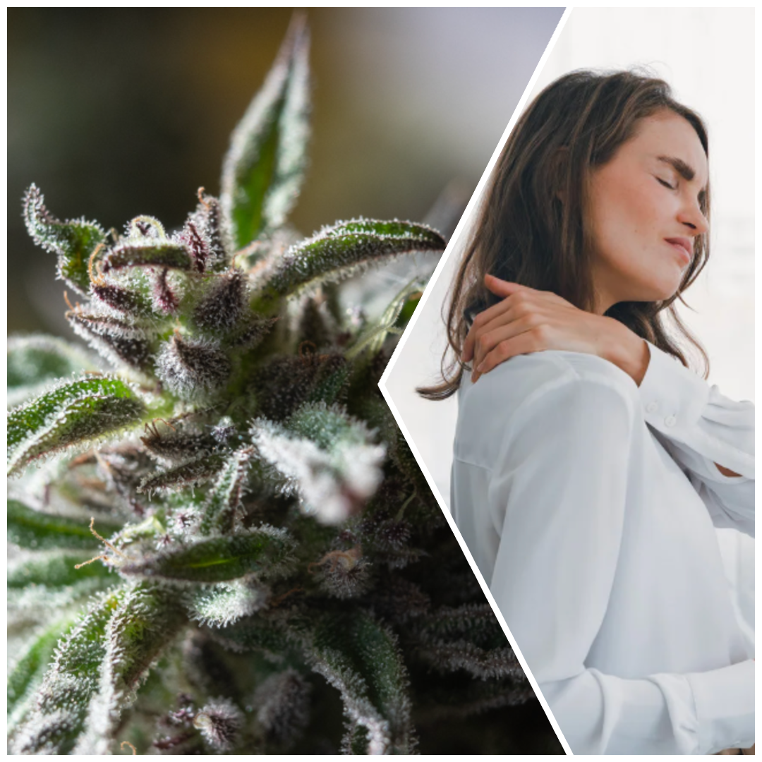 Scientists find a THC-free marijuana compound that could replace ...