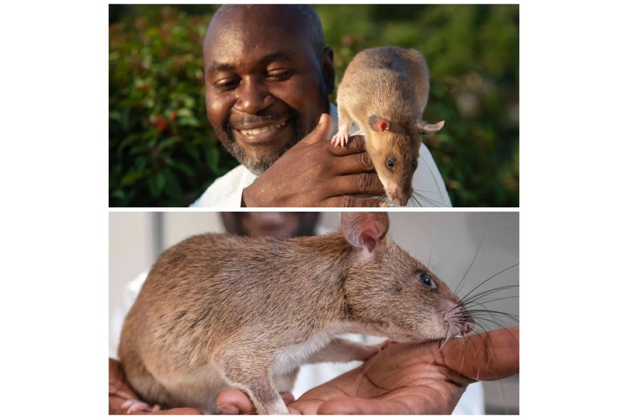 Giant African rat celebrates retirement as a hero against tuberculosis ...
