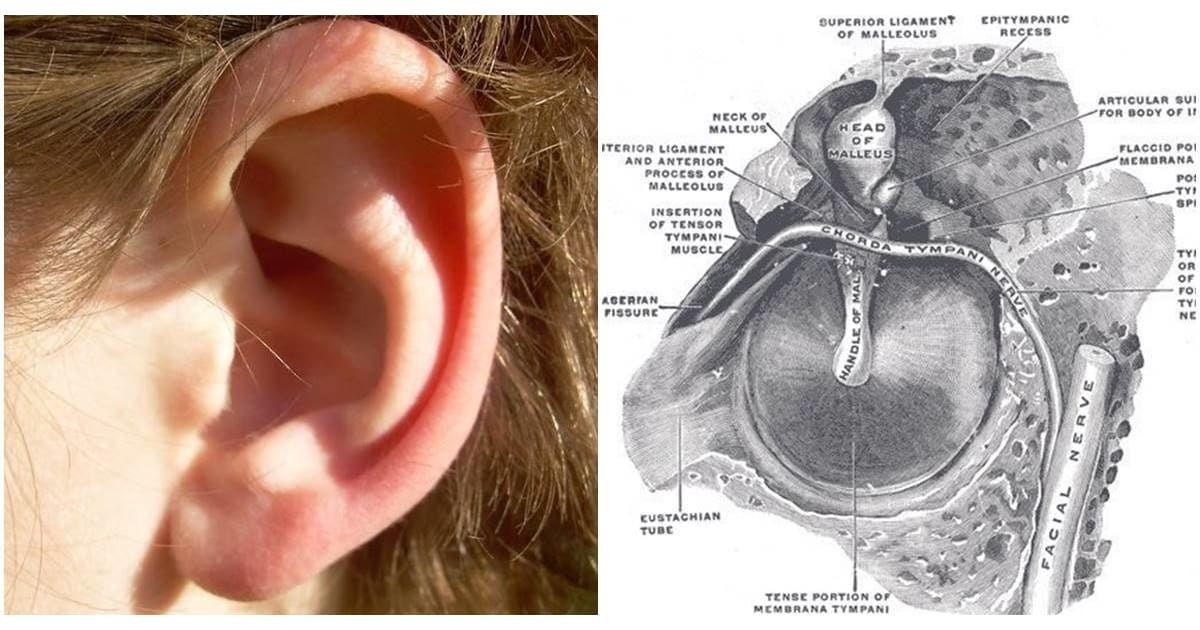 Ear rumbling is a mysterious biological 'superpower' that not everyone ...