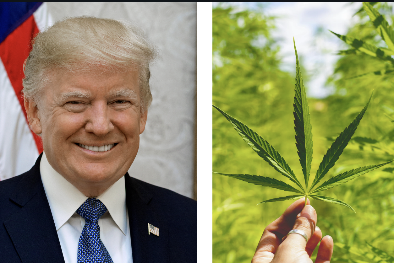 President Trump 'reclassifying' marijuana could entirely change America ...