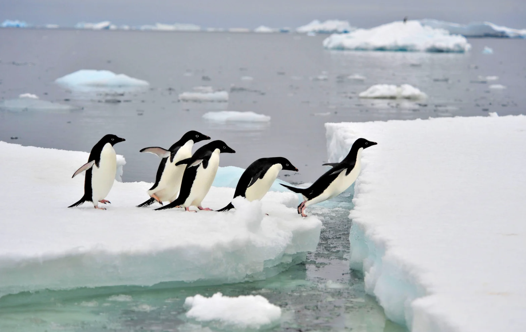A BBC crew broke the 'cardinal rule' of nature documentaries to rescue ...
