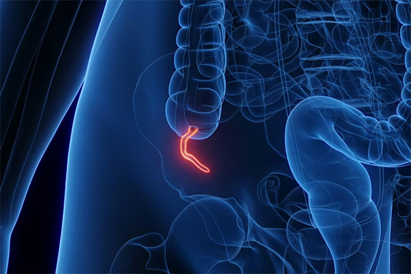 What does the appendix do? Biologists explain the complicated evolution ...